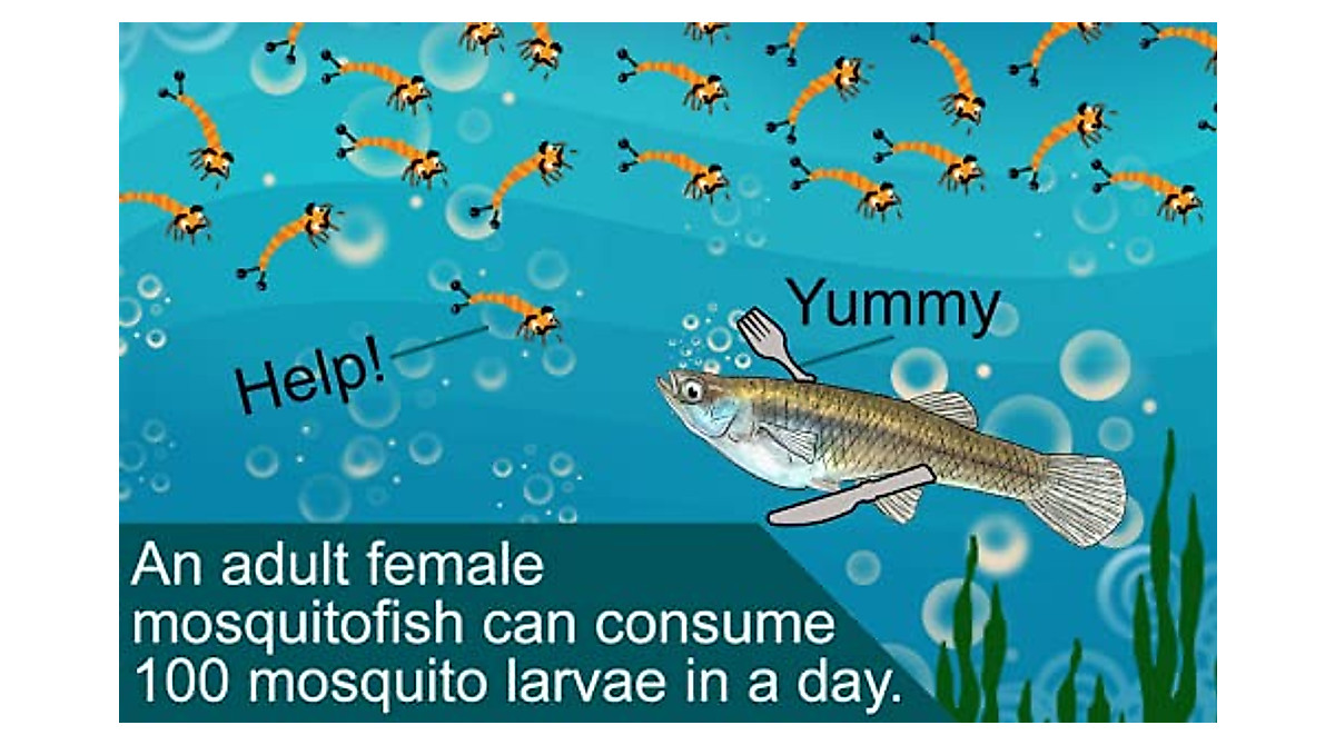 Buy 100+ Live Mosquito Fish for Your Koi Pond