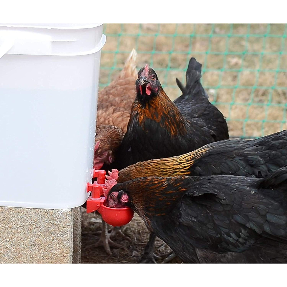 Chicken Water Cup Waterer Kit for Poultry - Pack of 6 + One Extra for Free (Total of 7)