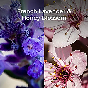Botanica by Air Wick Plug in Scented Oil Starter Kit, 1 Warmer + 1 Refill, French Lavender and Honey Blossom, Air Freshener, Essential Oils