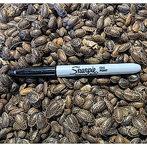 DBDPet™ Premium 300ct Medium Dubia (0.45-0.70") - Bearded Dragon, Leopard Gecko, Phelsuma, Chameleon, and Other Small Reptile Food