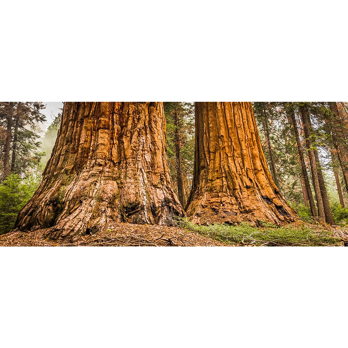 California Dawn Redwood Bonsai Tree Seeds - 30 Seeds - Ships from Iowa, USA