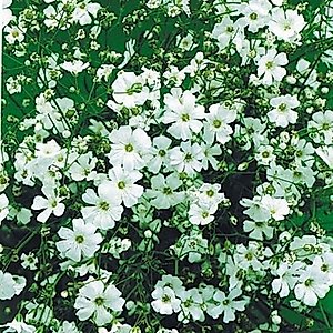 Baby's Breath Flowers, 2000+ Heirloom Flower Seeds Per Packet, (Isla's Garden Seeds), Non GMO Seeds, Botanical Name: Gypsophila