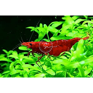 Swimming Creatures 10 Fire Red(GradeA+) Cherry Neocaridina Freshwater Aquarium Shrimp. Live Arrival Guarantee