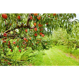 Peach Tree Seeds - 2 Large Seeds - Grow Fruit Bearing Bonsai - Made in USA. Ships from Iowa