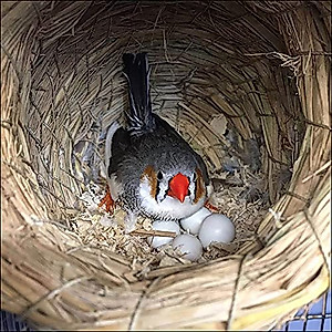 WOLEDOE 5Pcs Solid Plastic Parrot Fake Eggs, Keeping Them from Laying Anymore Eggs, Suit for Medium and Large Parrots, Pigeon, African Grey, Caique, Cockatoo, Sun Conures and Mini Macaw