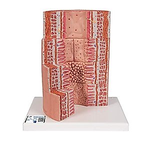 3B Scientific K23 3B MICROanatomy Digestive Tract - 3B Smart Anatomy