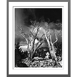 Whitebark Ghosts, 60 Lake Basin (#4)