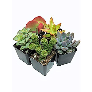 Live Succulent Plants (5 Pack), 2" Live Succulents Fully Rooted in Grower Pots, Succulent Plants Live, by The Succulent Cult