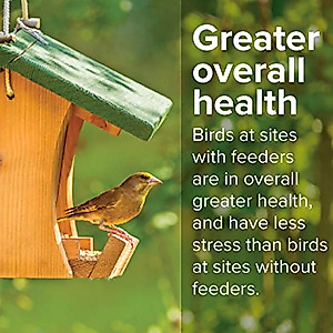 Blue Seal Neat Feast Wild Bird Seed | Convenient Shell-Free Mix | Attracts Wide Variety of Birds | 20 Pound Bag