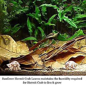 SunGrow 10 Pack Large Hermit Crab Catappa Indian Almond Leaves, 7-9 inches Long, Dried Leaves for Added Humidity, Delicious Crab Treat and Source of Cellulose