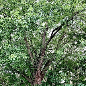 CHUXAY GARDEN 20 Seeds Acer Saccharinum,Silver Maple,Water Maple,Swamp Maple,White Maple Common Fast-Growing Deciduous Tree Great for Garden and Street