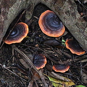 Generic Set of 5 Mushroom Shelf Wall Decor - Outdoor Wall Mounted Small Size Mushroom Rack for Reptile Shelf, Black, mgj-0324