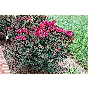1195B-Dwarf Pink Crape Myrtle (Lagerstroemia Indica) Seeds by Robsrareandgiantseeds UPC0764425788461 Non-GMO,Organic,USA Grower,Bonsai,Showy, Butterfly Flower,1195-B Package of 10 Seeds