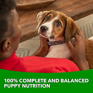 IAMS PROACTIVE HEALTH Puppy Wet Dog Food Classic Ground with Chicken and Rice, 12-Pack of 13 oz. Cans