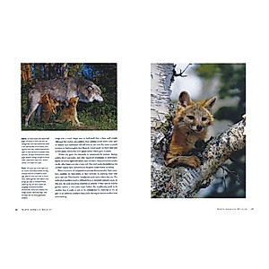 North American Wildlife