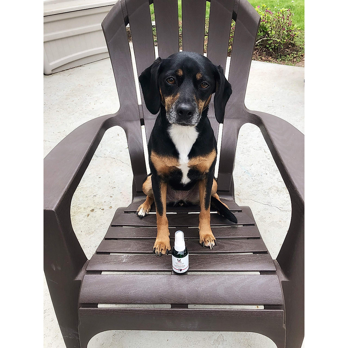 Warren London Premium Essential Oil All Natural Dog Calming Spray, Relaxes and Provides Anti-Anxiety Relief for Hyper Active Dogs | Made in USA