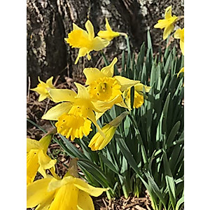 Dutch Master Daffodil 50 Bulbs -Deer & Rodent Resistant - 14/16 cm Bulbs