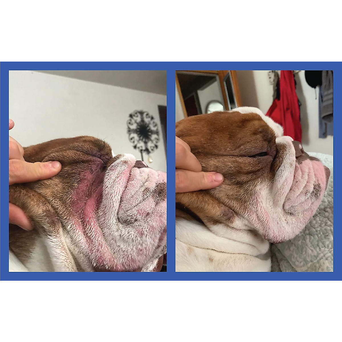 Squishface Wrinkle Paste - Bulldog, French Bulldog, Pug, English Bulldog – Cleans Wrinkles, Tear Stain, Tail Pockets, and Paws – Anti-Itch Tear Stain Remover & Bulldog Wrinkle Cream, 2 Oz.