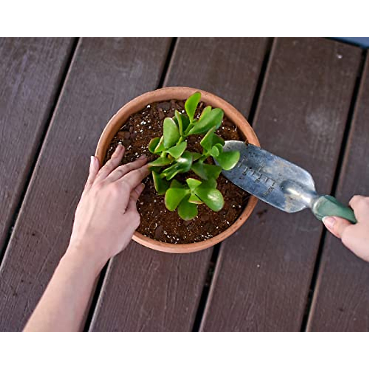 Tropical House Plant Potting Mix (4 Quarts); for All Types of Indoor House Plants