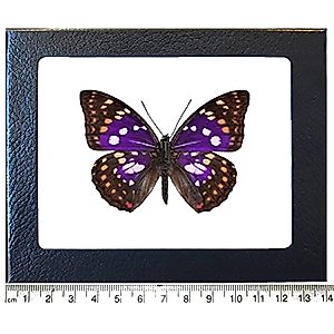 BicBugs Sasakia charonda Black Purple White Butterfly China Framed