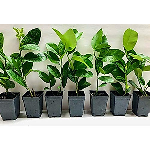 Meyer Lemon Tree 6" To 10" Live Plant