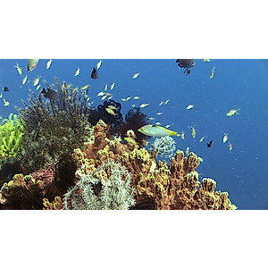 Plasmaquarium: Vol. Two - Ultra Coral Reef Aquarium (Widescreen)