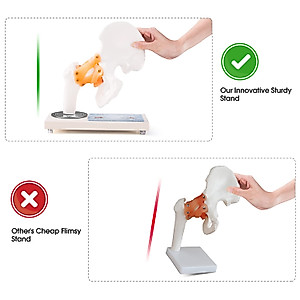 Human Hip Joint Model, Flexible 1:1 Anatomical Model Life Size with Ligaments 360° Rotatable Wooden Display Base, Anatomy Diagram for Classroom Education & Medical Training