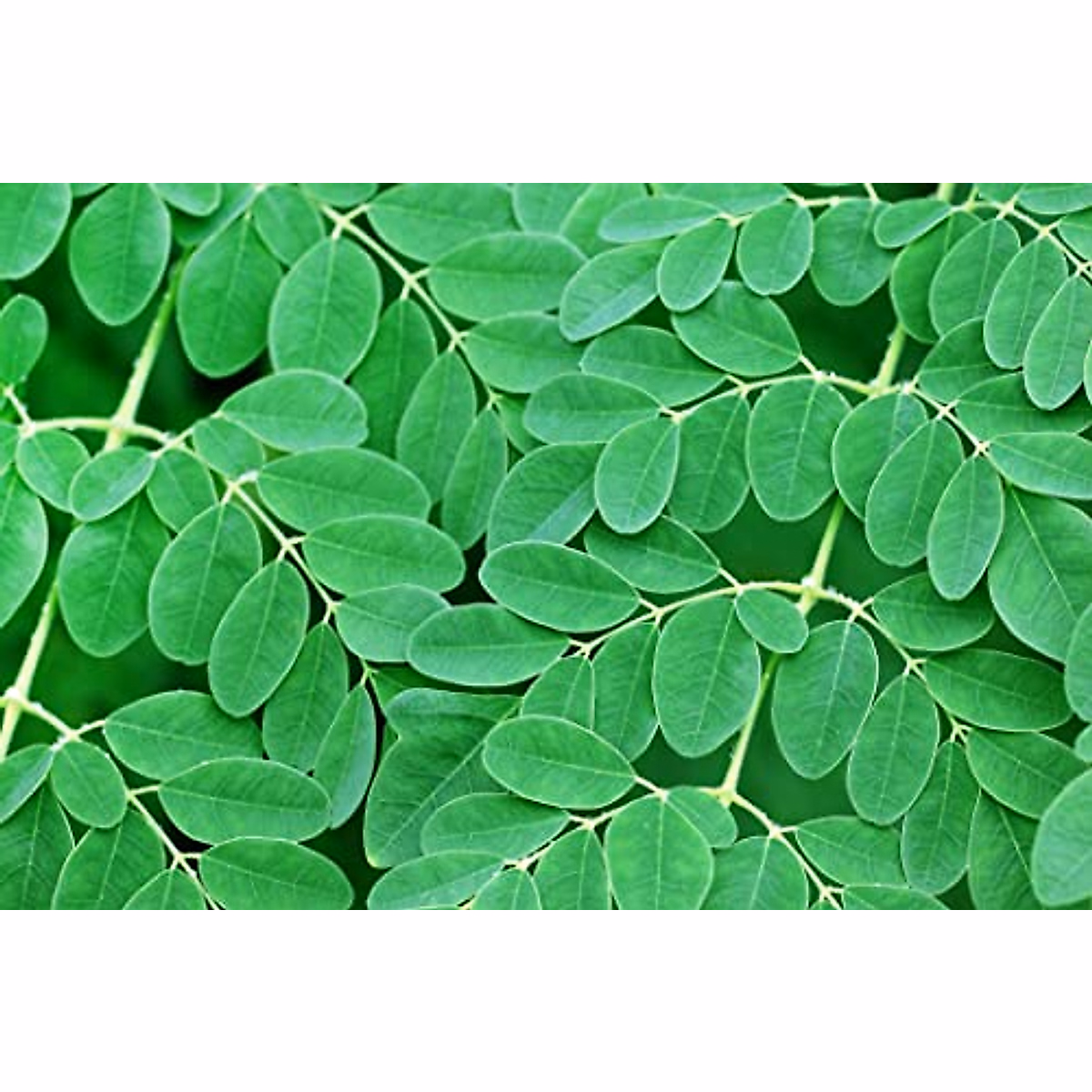 30 Seeds of The Tree of Life - The Moringa Tree - Easy to Grow, Fast Growing Tree