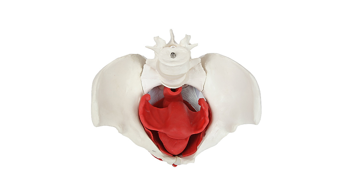 Female Pelvis Anatomy Model - Life-Size with Removable Organs | Axis ...