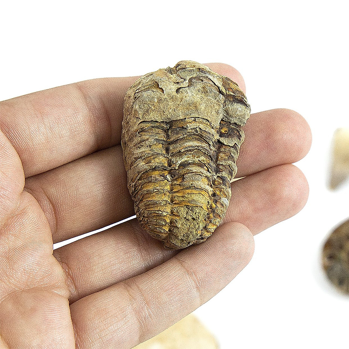 Museum Quality Fossil Collection Kit Featuring Dinosaur Fossils, Ammonites, Trilobite, Shark Tooth, Urchin and Fish Fossil - Collectors Edition Paleontology Set