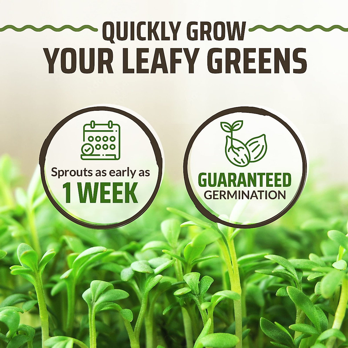 Rooted Acre 15 Lettuce & Green Seeds Pack | Non-GMO Heirloom Seeds | Garden Salad Greens Seeds | Hydroponic Vegetable Seeds for Planting Indoor | Romaine, Kale, Spinach, Arugula, & Butter Lettuce Seed