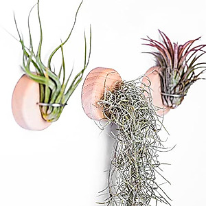 MITIME Air Plants Holders-Real Wood Live Air Plant Holders.Rustic Air Plant Stand,Wall-mounted to save space.(Plants not included)(Set of 6)