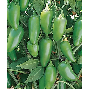 Burpee Jalapeno Early Organic Hot Pepper Seeds | 125 Non-GMO Jalapeno Pepper Garden Seeds for Planting | Heirloom Jalapeno Pepper Variety | Certified Organic Vegetable Seeds for Home Garden