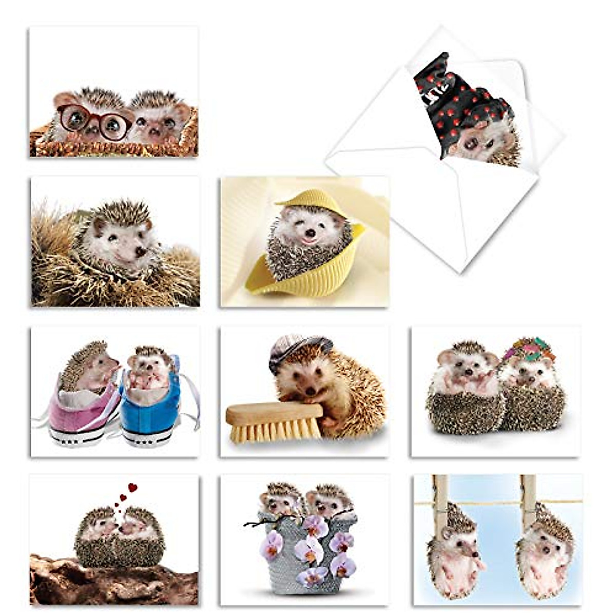 The Best Card Company - 10 Blank Animal Cards Boxed (4 x 5.12 Inch) - Assorted Pets, Zoo, Wildlife Cards for Kids - Cards from the Hedge M6541OCB