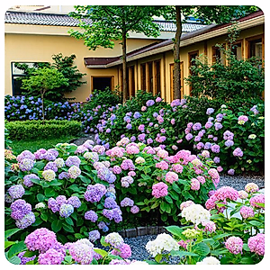 Mixed Hydrangea Seeds Flowers for Planting Non-GMO Home Garden Mixed Colors (100+)