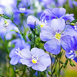 Outsidepride Perennial Linum Perenne Blue Flax Wild Flowers - 5000 Seeds