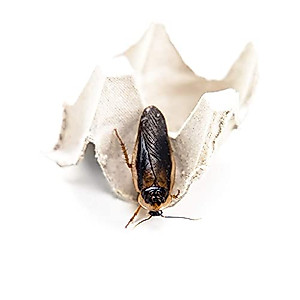 Josh's Frogs Adult Male Dubia Roach (10 Count)