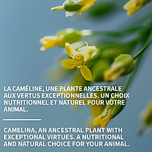 Camelina Oil for Dogs & Cats, 500mL by Olimega Farm | High in Omega-3 & Vitamin E | Support for Healthy Joints, Coat & Skin | Alternative to Salmon Oil for Dogs | Made in Canada | Non-GMO