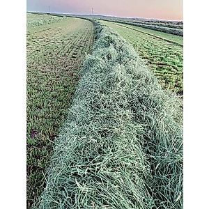 Bunny Honey Timothy Hay for Pets - Premium Quality All-Natural Feed for Rabbits, Guinea Pigs, and Chinchillas (Timothy5LB)