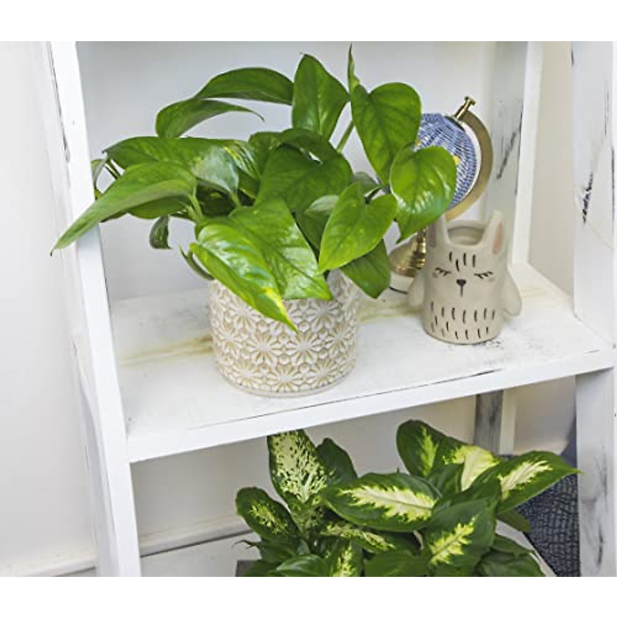 Golden Pothos Plant Live House Plant Live Plants, Trailing Plants Live Houseplants, Golden Pothos Live Plant Houseplant, Live Pothos Devils Ivy Live Plant Money Plant Indoor Plants by Plants for Pets