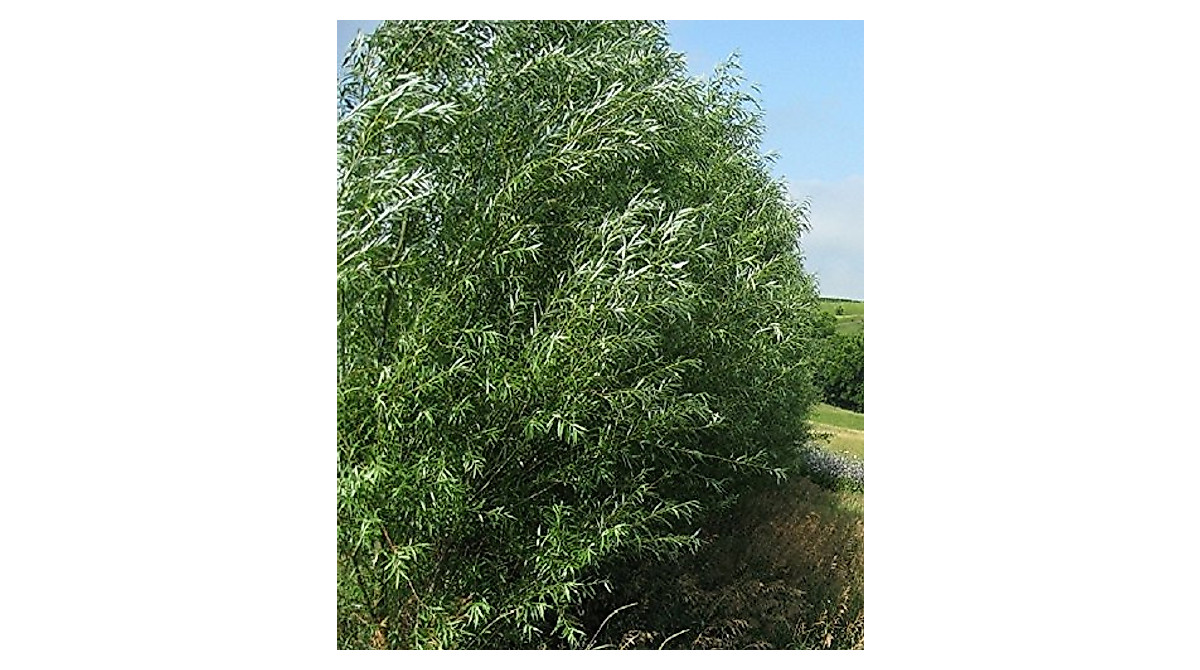 Willow Tree Bundle - 10 Fast Growing Aussie Willow Trees + 4 Weeping ...