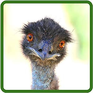 Emu Oil Shampoo and Leave-in Conditioner Set Sulfate Free with Special Keratin