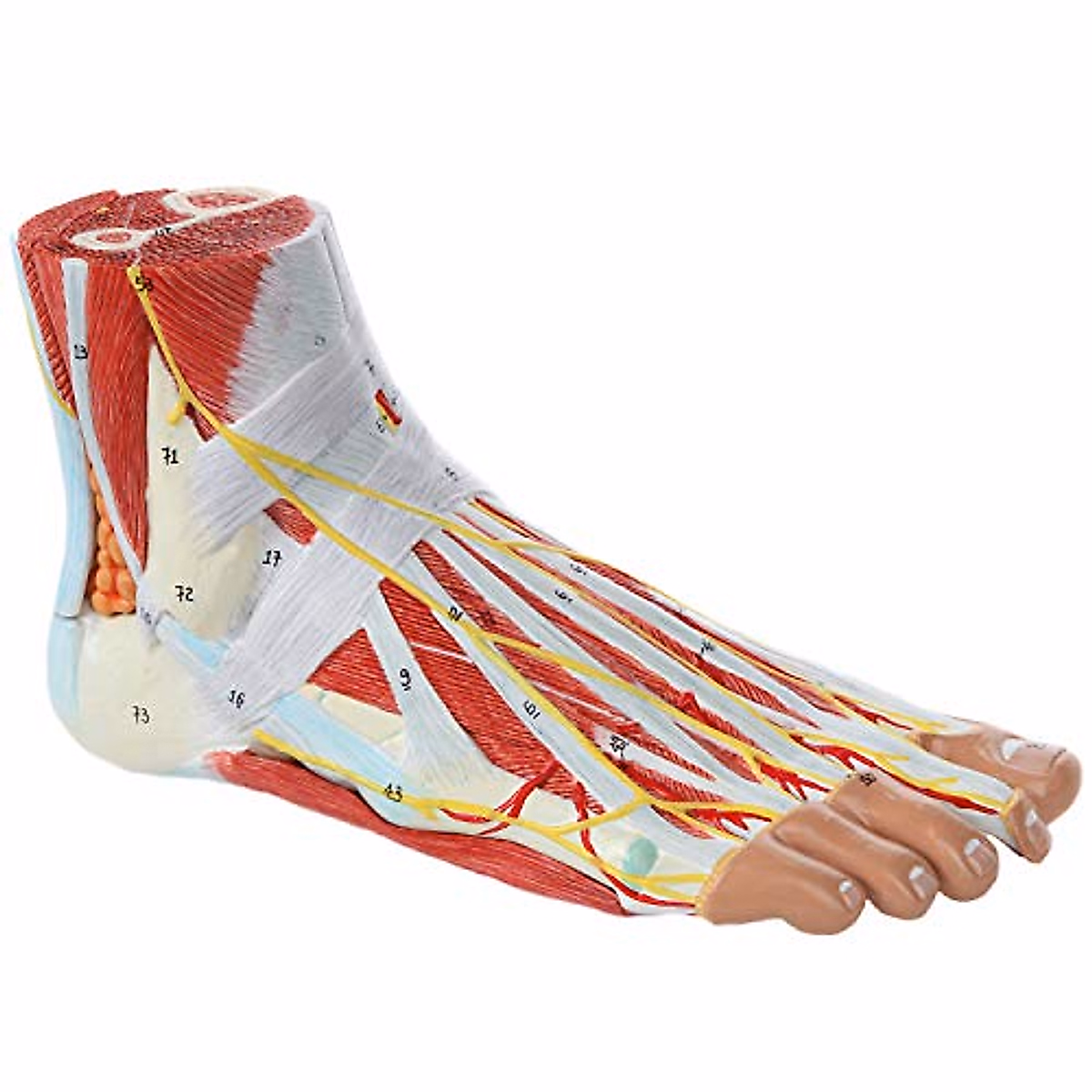 Axis Scientific Anatomy Model of Foot with Muscles, Ligaments, Nerves and Arteries, 9 Removable and Numbered Parts Show Internal Foot Detail and Structure, Study Guide
