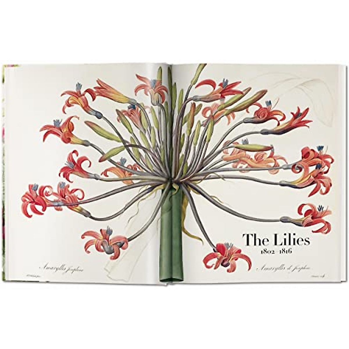 Redouté: The Book of Flowers / Das Buch de Blumen / Le livre des fleurs