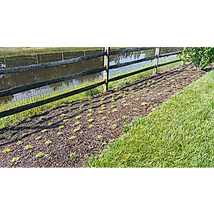 Zoysia Plugs - 100 Large Plugs, Drought Tolerant, Low Maintenance