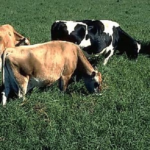 Giant Bermuda Grass Seed (Coastal Bermuda Alternative) (50 Lbs.)