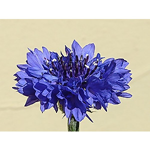 200 Dwarf Bachelor Button Seeds for Planting - Heirloom Non-GMO USA Grown Cornflower Seeds for Planting - Centaurea Cyanus Blue Flowers by RDR Seeds