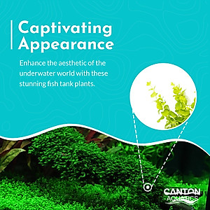 CANTON AQUATICS Live Aquarium Rotala Wallichii Plant - Highly Sought & Absorb Wastes - Easy to Maintain - Promote High Water Quality - Bunch 3-5 Stems