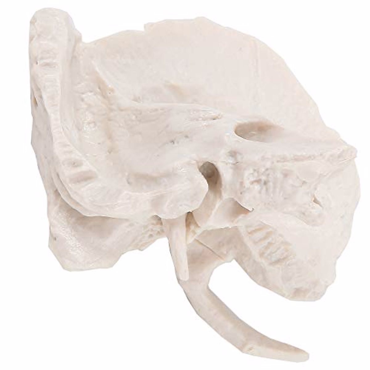 Axis Scientific Temporal Bone - Left