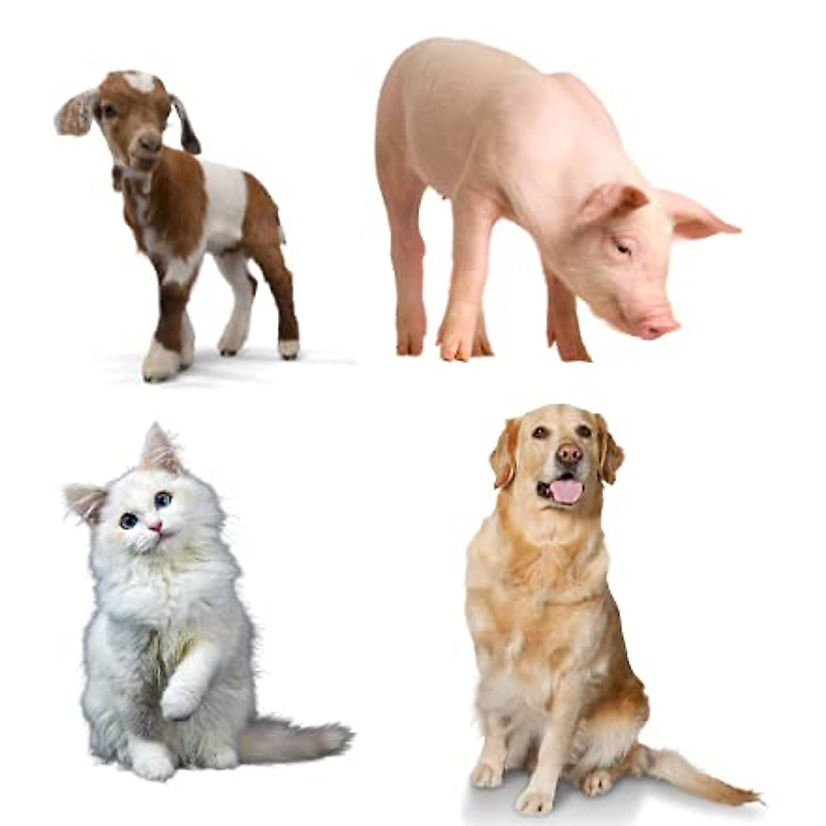 Ultrasound Machine for Pregnancy Portable ecografo portatil Scanner Handheld Doppler for Small Baby Dog sonogram ultrasounds veterinario Veterinary Portable Ultrasound for Bladder Dogs